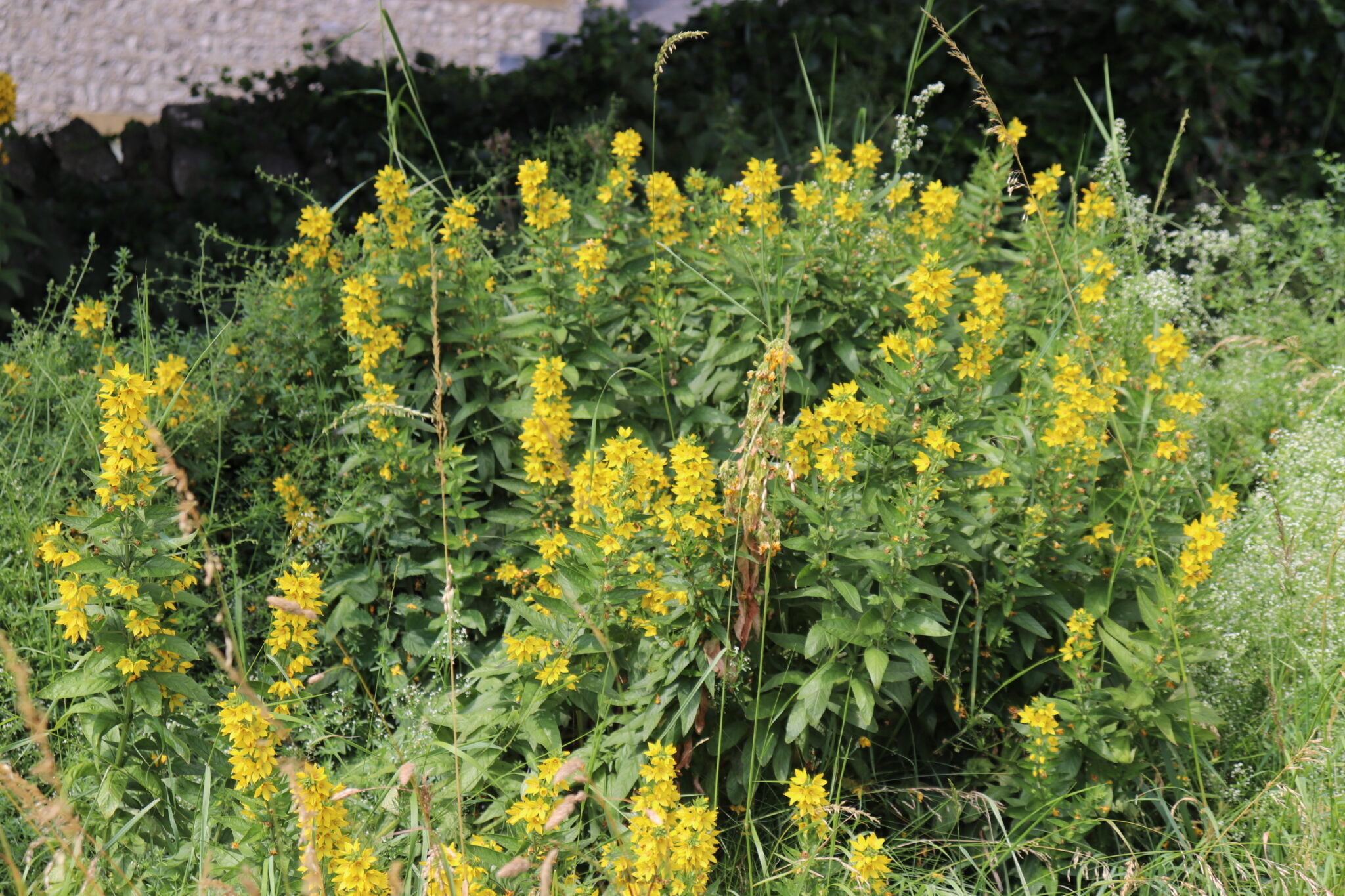 Inspiration for Churches Count on Nature 2025 - Eco Church